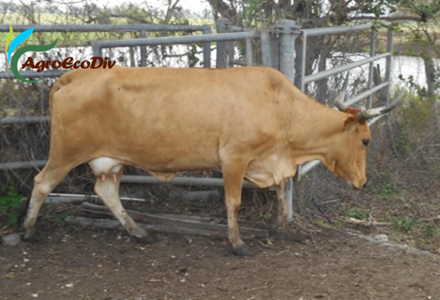 Etat corporel des vaches de race Créole de Guadeloupe (01 02 2021)
